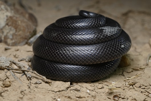 (Atractaspis engaddensis) Israeli Mole Viper שרף עין גדי